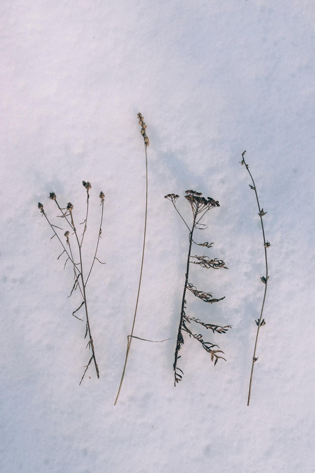 How To Dry Weed - Vessel®