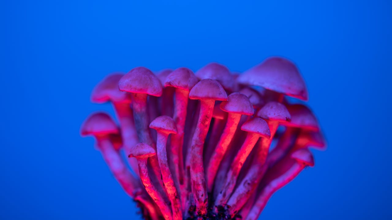 Is Marijuana A Hallucinogen? - Vessel®