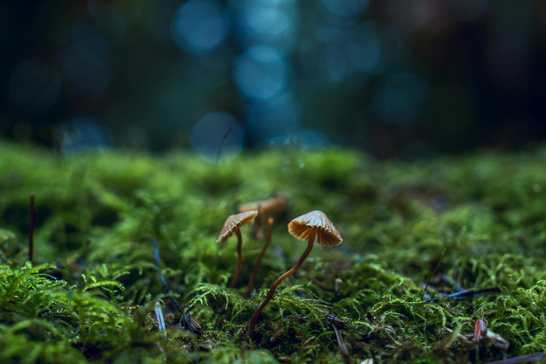 What is a Shroom Pen? - Vessel®